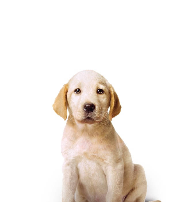 Specially-trained facility dogs accompany vulnerable witnesses in US courts